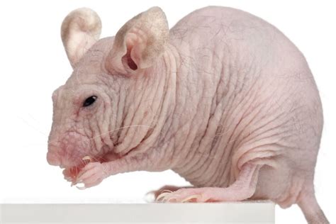 Respiratory Conditions In Rats Symptoms And Care