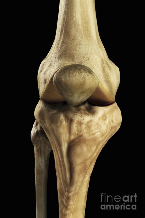 Human Knee Bones
