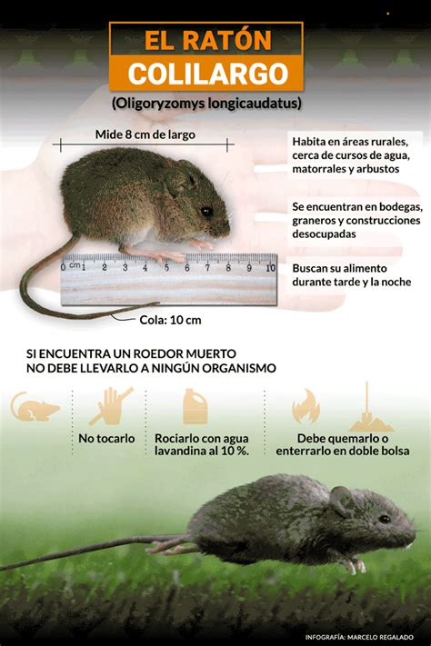 Brote De Hantavirus En La Argentina La Situación Actual Y Las