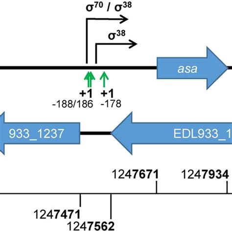 Organization Of The Genetic Region Around The Overlapping Gene Pair Download Scientific Diagram