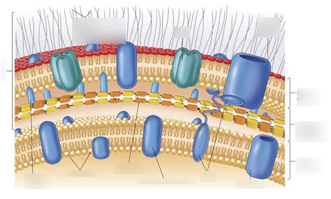 Gram Negative Cell Wall Diagram Quizlet