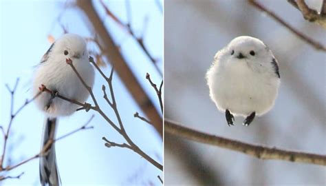 나뭇가지 위에 올라가 있다가 두 발로 폴짝 뛰는 찰나의 순간 너무 귀엽다는 이 새의 정체
