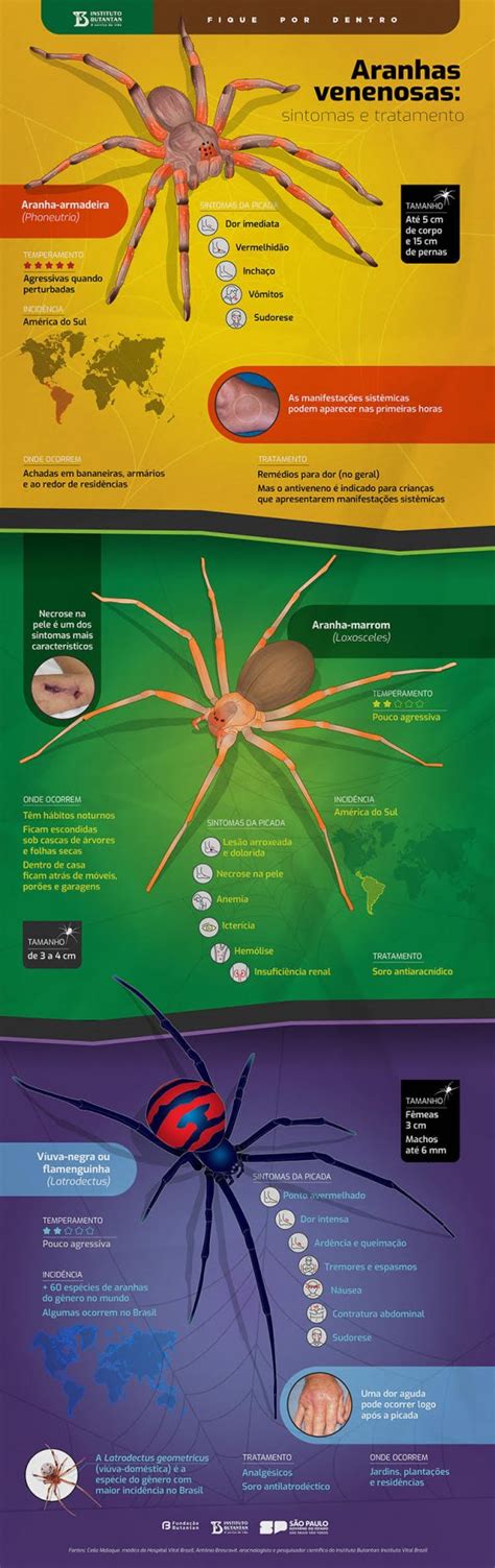 Como Identificar Picada De Aranha Peçonhenta Sintomas Denunciam Diz