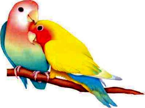 Cute Love Birds Wallpapers Wallpaper Cave
