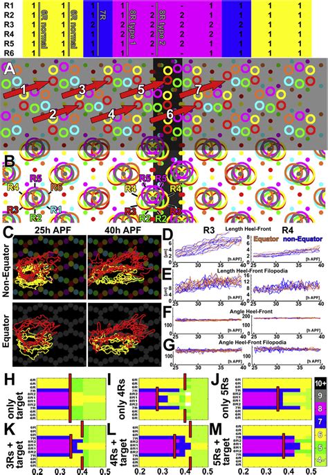 The Equator And Rotational Stereotypy Validate The Developmental