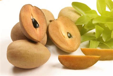 Cara Menanam Biji Sawo Manila Kampustani Com