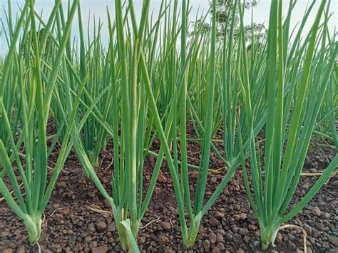 ដំណាំខ្ទឹមស្លឹក របស់សមាគមន៍កសិកម្មបៃតងគោកស្រុកខេត្តត្បូងឃ្មុំជាង៦០ហិកតា