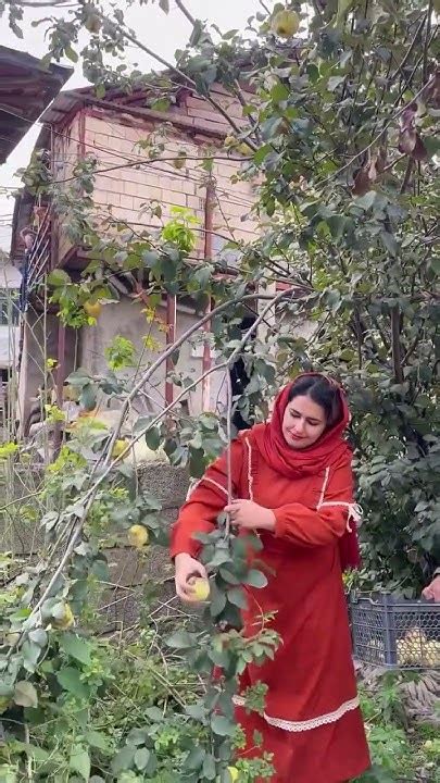 غروب خورشید در روستا بی نهایت زیباست،کم کم فصل برداشت میوه های جنگلی مثل کنس،کچیل هستزندگی