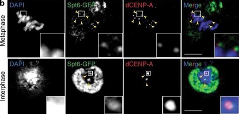 Invitrogen Goat Anti Mouse Igg Hl Cross Adsorbed Secondary Antibody