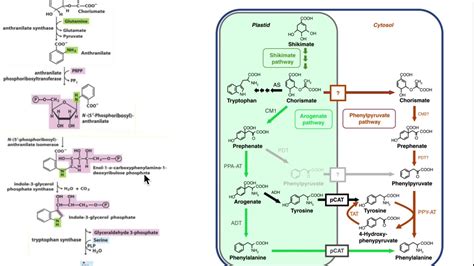 Tryptophan Amino Acid