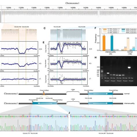 Model Detection And Verification Of Novel Transposition In Intersex