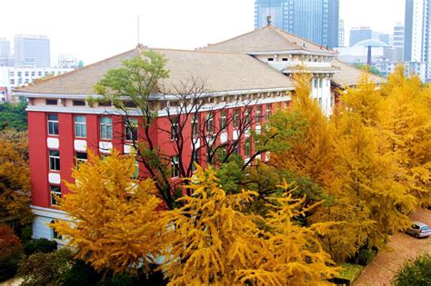 银杏 沈阳药科大学