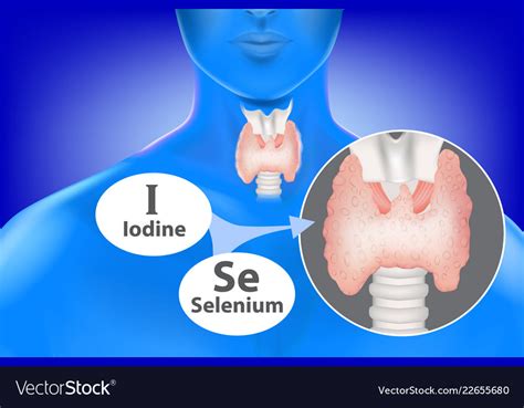 Selenium And Iodine Royalty Free Vector Image Vectorstock