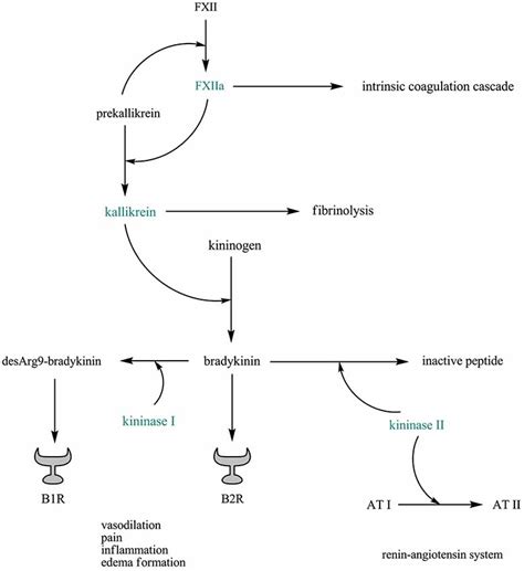 Kallikrein Kinin System Upregulation Of Prolylcarboxypeptidase Prcp