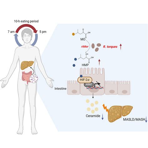 A Microbial Metabolite Inhibits The Hif 2α Ceramide Pathway To Mediate