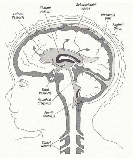 Csf Pathway Ophthalmology Notes And Synopses