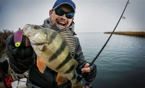 A Guide To Surf Perch Fishing Fishing Tackle Hub