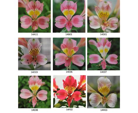 Flowers Of The Hybrids Obtained Through Cross Pollination And Embryo Download Scientific