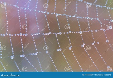 Spider Web With Dew Drops Stock Image Image Of Mist 45556569
