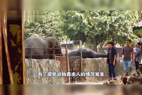 17只狮子霸占公路，不料司机做法引起众怒，看的心惊胆战！做法公路众怒