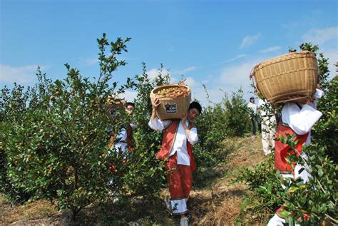 2023年广东将新造油茶林2866万亩腾讯新闻
