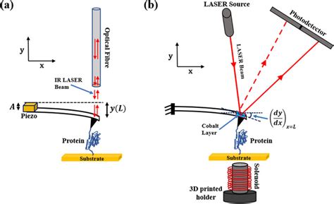 A Schematic Of Interferometer Based Afm Equipped With Base Excitation Download Scientific