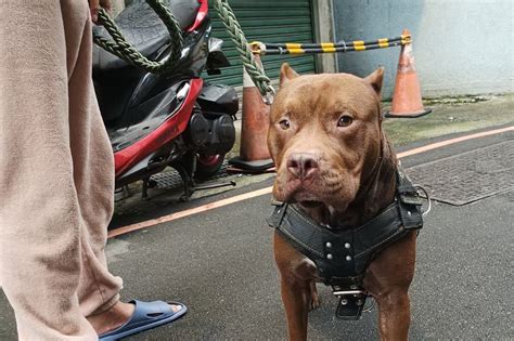 比特犬去年咬傷其他犬隻被罰今年仍未戴嘴套 動保處重罰75萬元 中華日報中華新聞雲