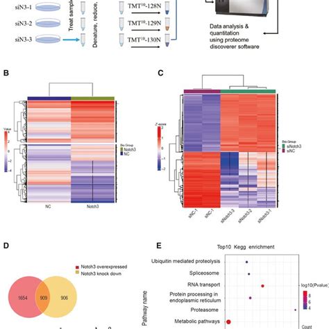 Validation Of Notch3 Overexpression And Notch3 Knockdown At Mrna And Download Scientific