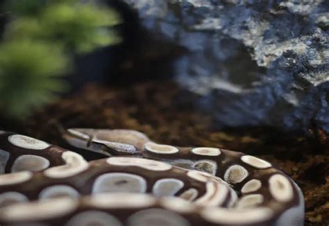 Where Do Ball Pythons Pee