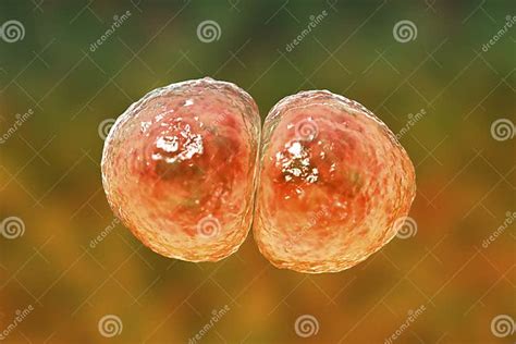 Streptococcus Pneumoniae Bacteria 3d Scientific Illustration Stock Illustration Illustration