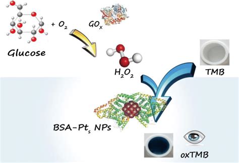 Schematic Presentation Of Sensitive Colorimetric Method Of Glucose Download Scientific Diagram