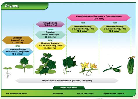 Чем подкормить огурцы чтобы хорошо росли и наливались