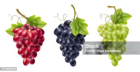 현실적인 포도 뭉치 고립 된 덩굴은 가지 다른 색상 품종 녹색 검은 색 및 빨간색 알코올 음료 원료 3d 격리 된 요소에 과일을 제공합니다 우터 벡터 세트 3차원 형태에