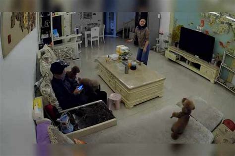 狗子不听话被教训，下秒装瘸惨叫，主人发现被骗又“补刀”