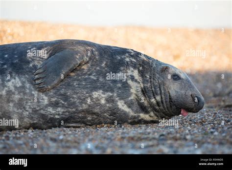 Adult Seal On The Beach Stock Photo Alamy