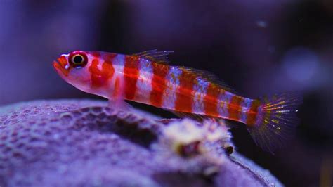 Macroalgae Reef Youtube