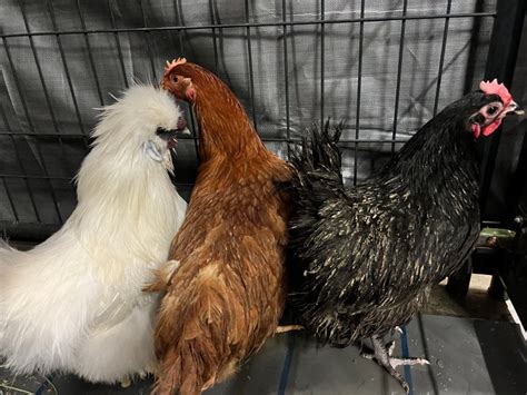 Chickens Rescued From Vista Home Ready To Be Adopted Says San Diego