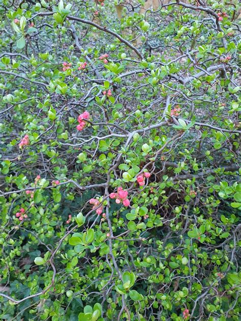 Chaenomelis Speciosa Contorta Contorted Flowering Quince