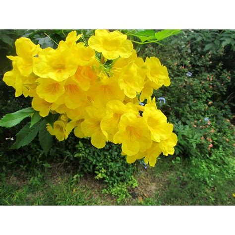 Wekiva Foliage Yellow Esperanza Plant Yellow Bells Live Plant In A 10
