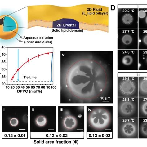 Micrographs Showing The Relationship Between Vesicle Shape And Solid Download Scientific