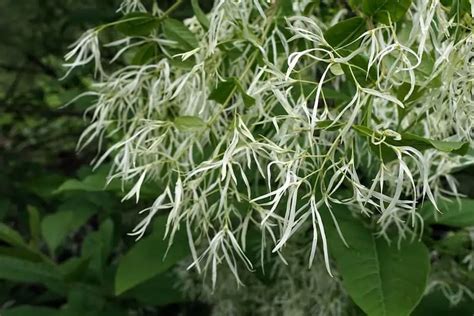 15 Beautiful Flowering Ornamental Trees For Usda Zone 5