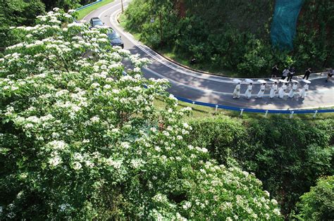 攸县酒埠江飞雪油桐 花开五月 株洲 湖南频道 红网