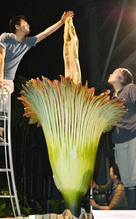世界最大の花が開花 茨城つくばの植物園 読んで見フォト 産経フォト