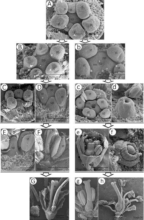 Comparison Of The Sex Differentiation Between Hermaphrodite Flowers And Download Scientific