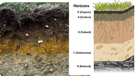 Soil Horizons Development Soil Profile Plantlet Ecology