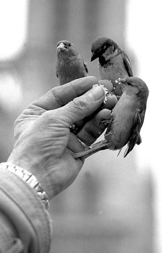 Franck Leclercq Flickr