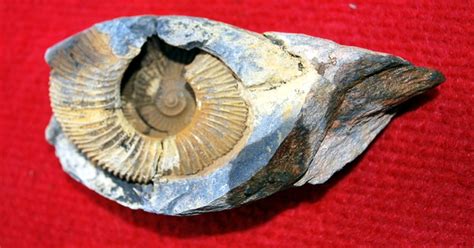 Marine Fossils On The Roof Of The World Why Seashells Are Found On