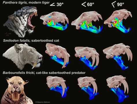 Smilodon Vs Saber Tooth Tiger