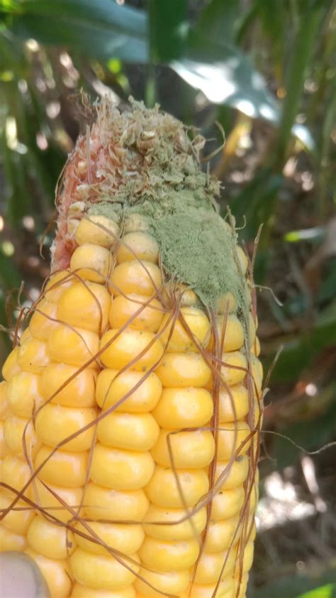 Ijaz Ali On Linkedin Trichoderma Ear Rot Of Corn Ijaz Ali On Linkedin Trichoderma Ear Rot Of Corn