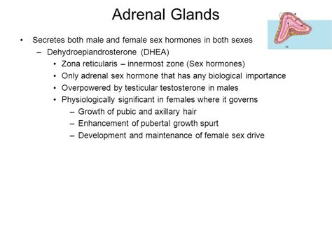 The Peripheral Endocrine Glands Ppt Video Online Download